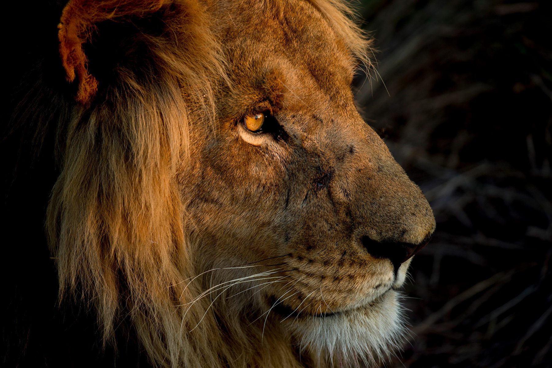 African Safari Tour from Boston - BSSC